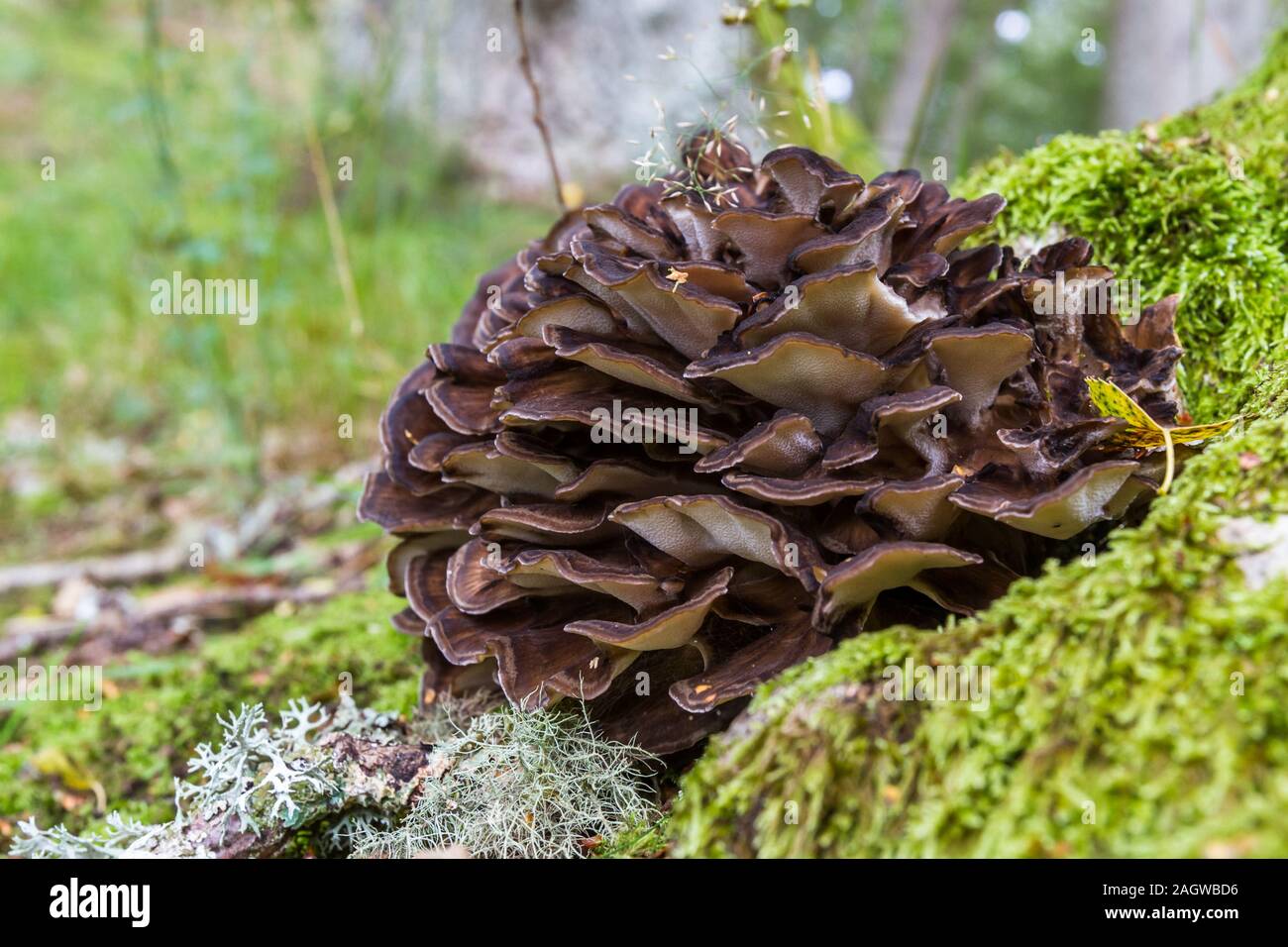 Close up of a wild mushroom growing on the ground in the Scottish ...