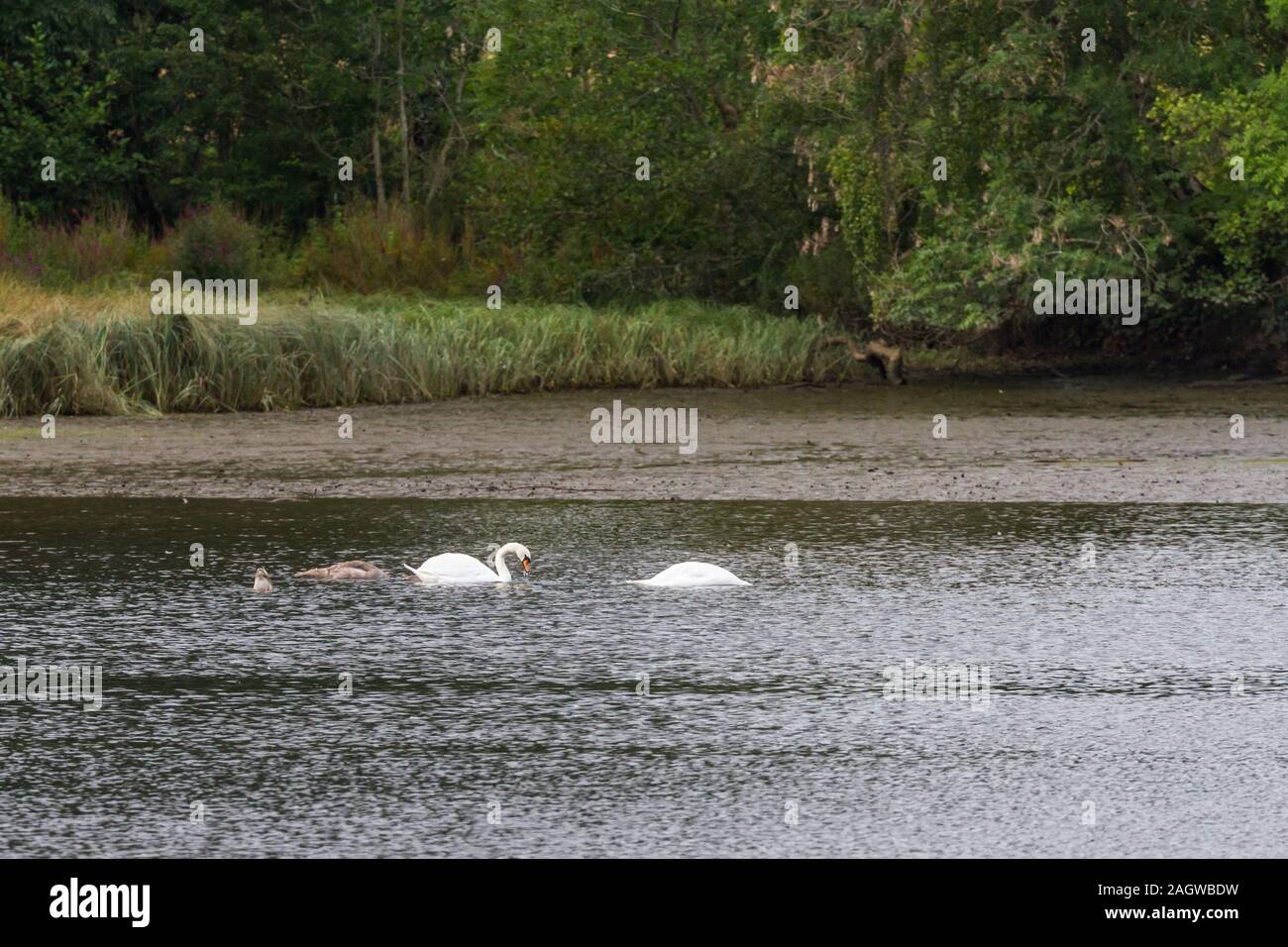 Swan family in a pond in the Tay Forest Park in the Scottish Highlands ...