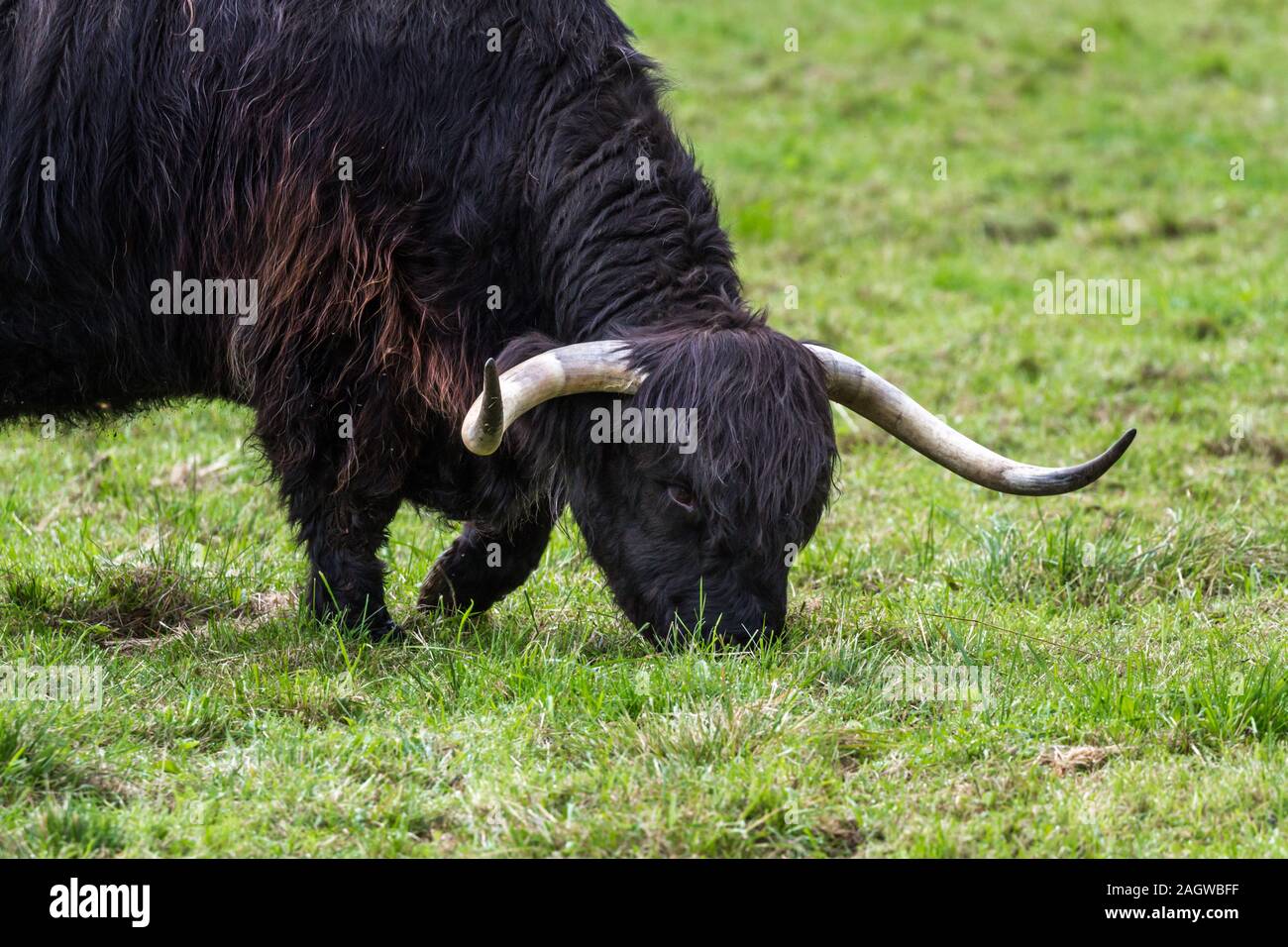 Highland cattle adult scotland hi-res stock photography and images - Alamy