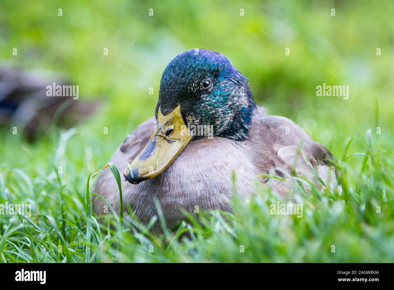 Male mallard grass scotland hi-res stock photography and images - Alamy