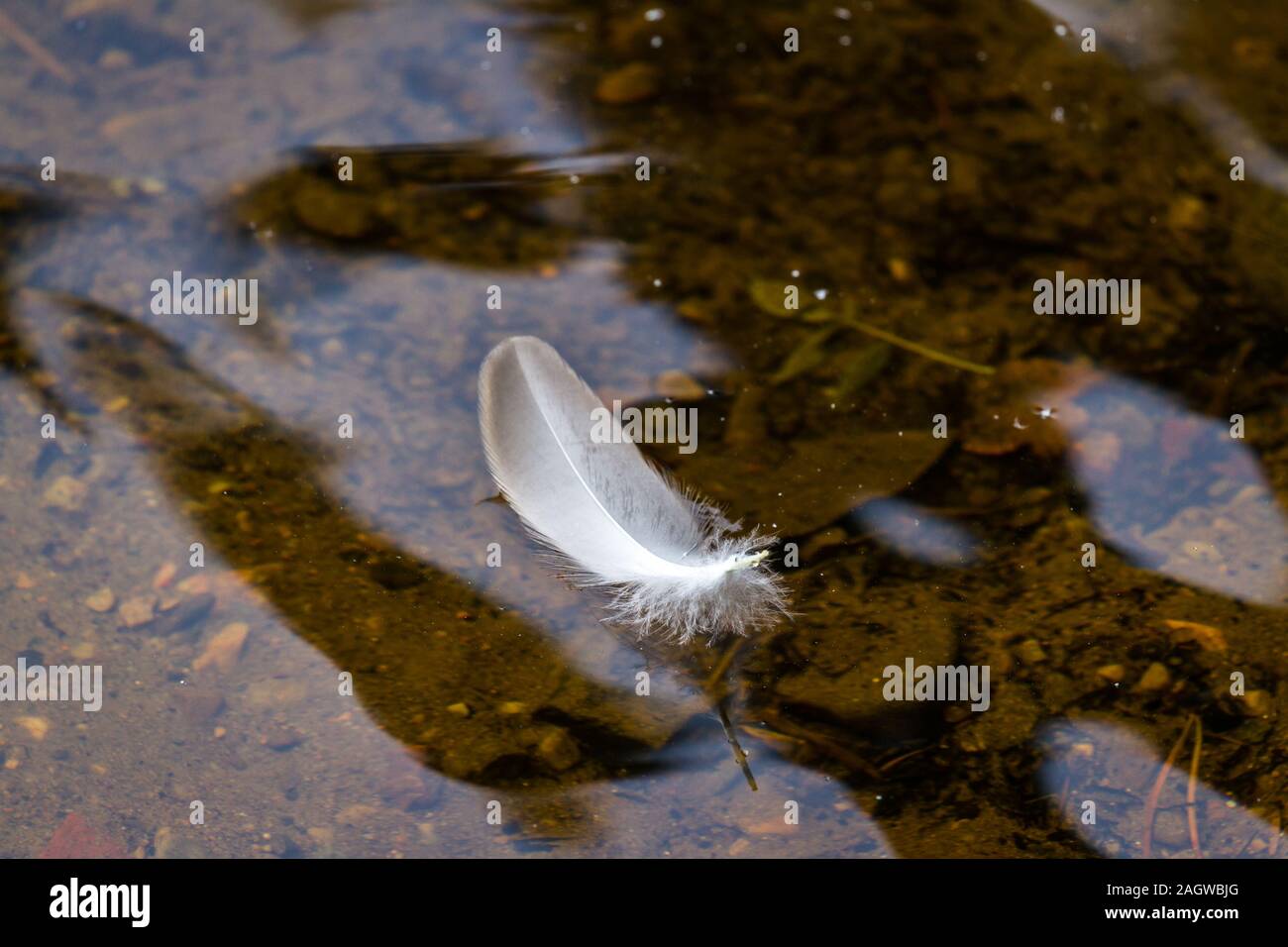 Featherless duck hi-res stock photography and images - Alamy