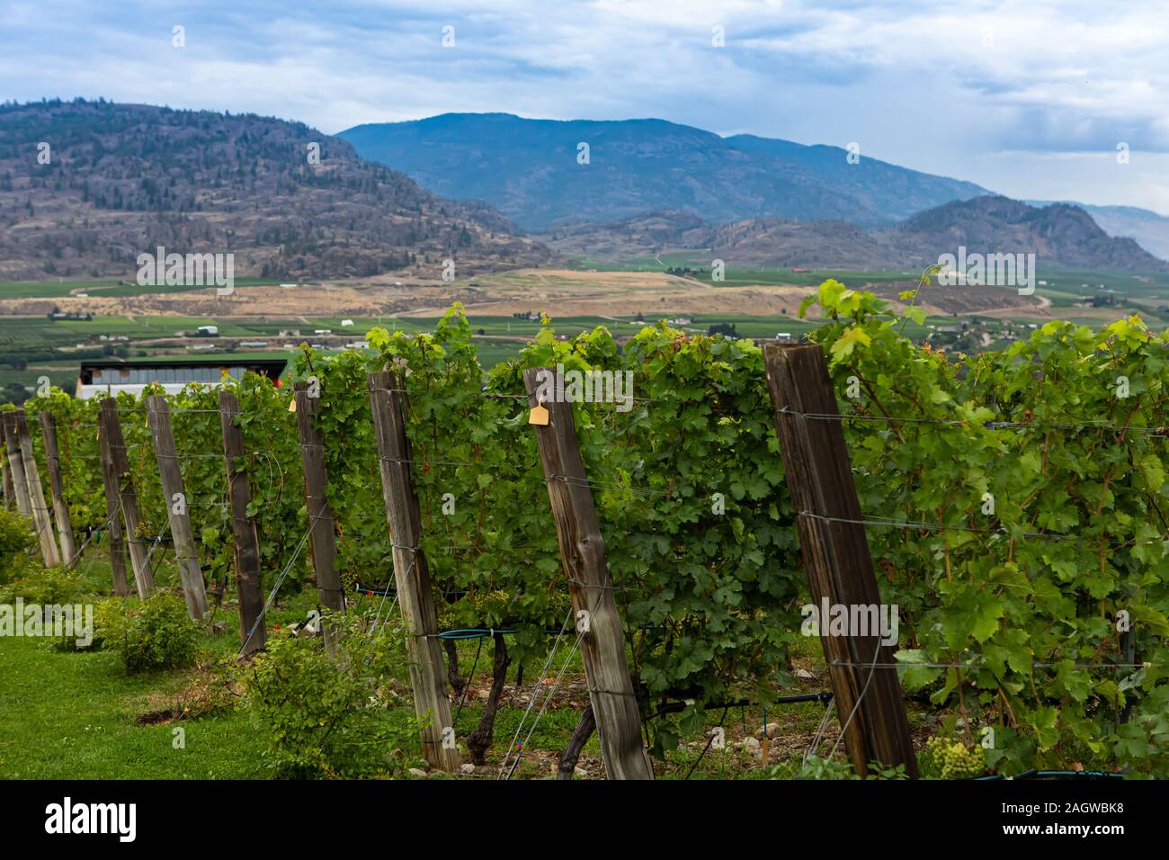 Vine posts and wire trellis hi-res stock photography and images - Alamy