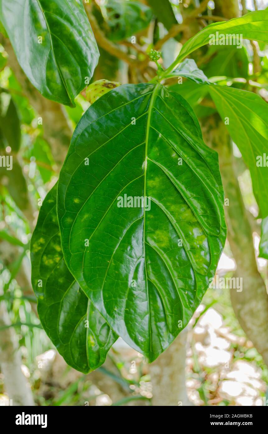 Parallel leaf veins hi-res stock photography and images - Alamy