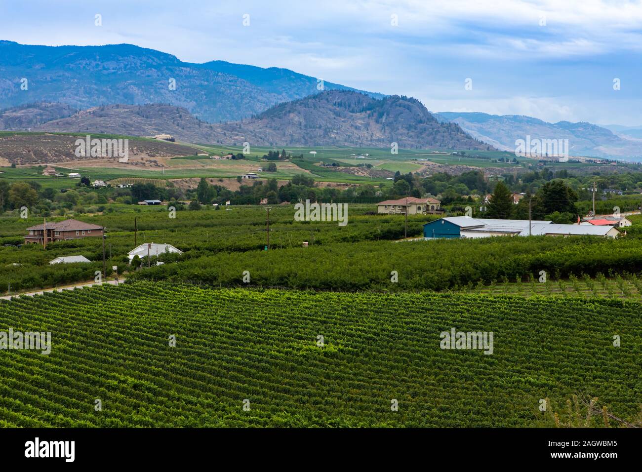 Canadas Wine Region High Resolution Stock Photography And Images Alamy canadas-wine-region-high-resolution-stock-photography-and-images-alamy