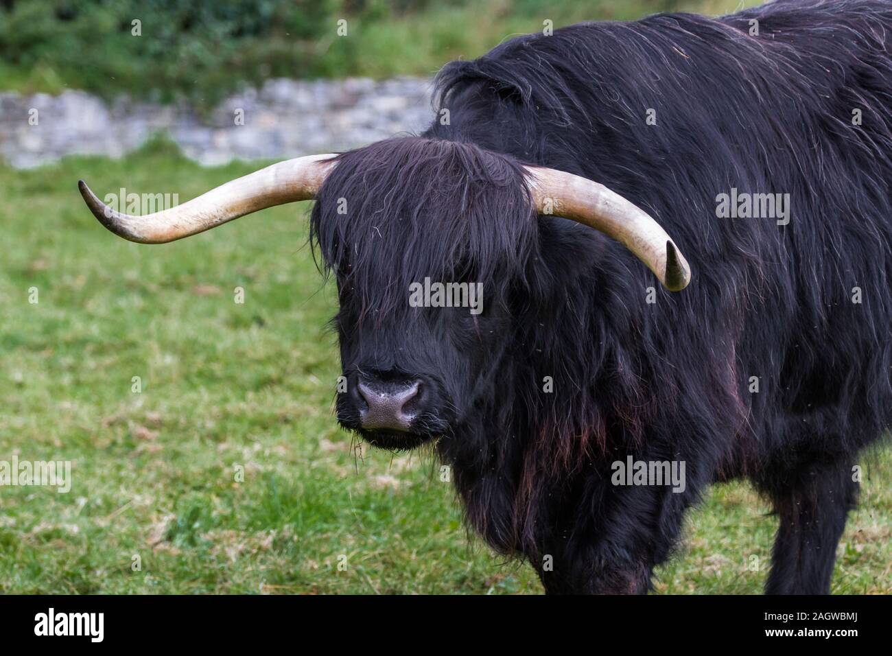 close up of an adult highland cow in a field with fresh green grass ...