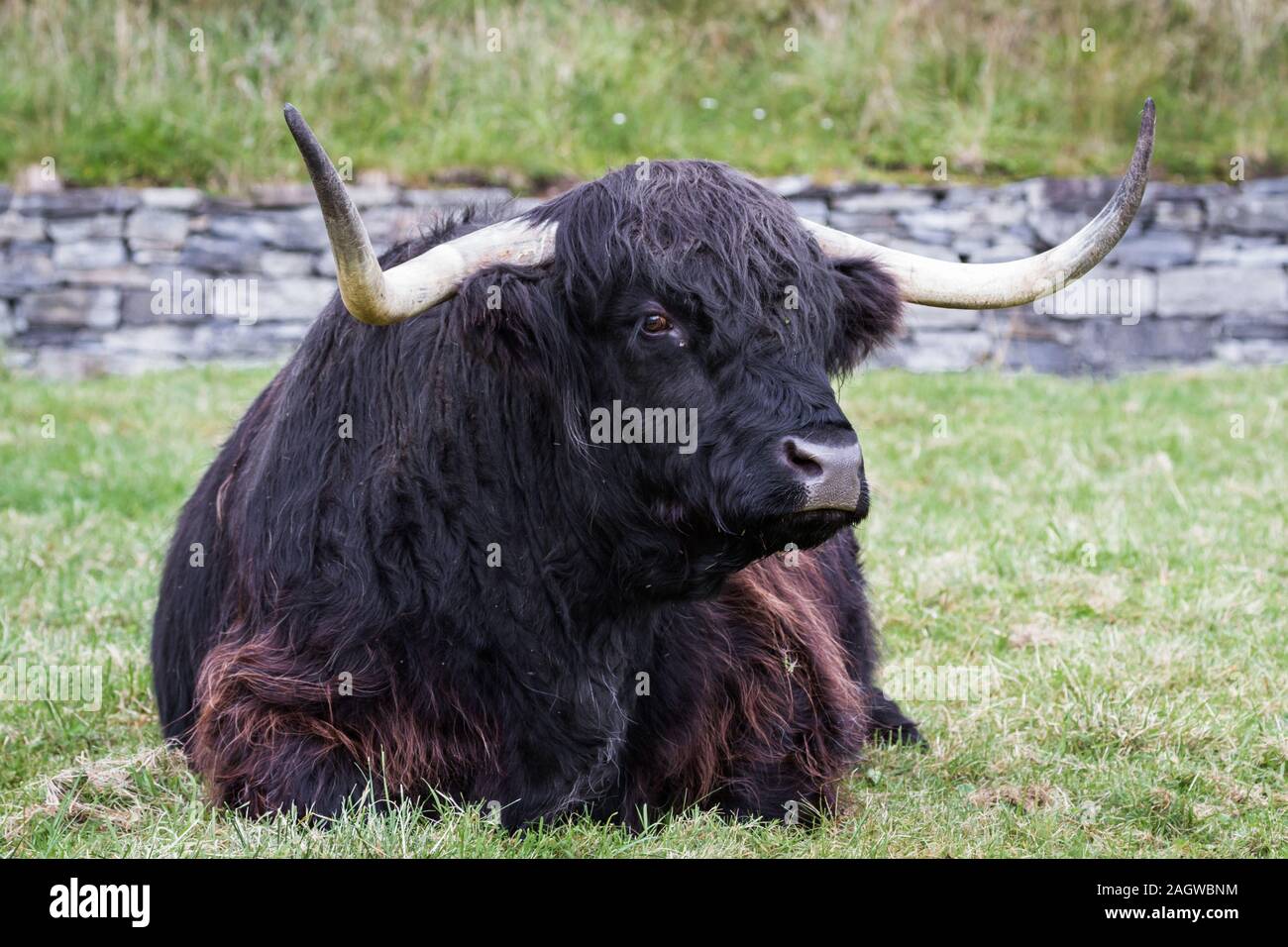 close up of an adult highland cow in a field with fresh green grass ...