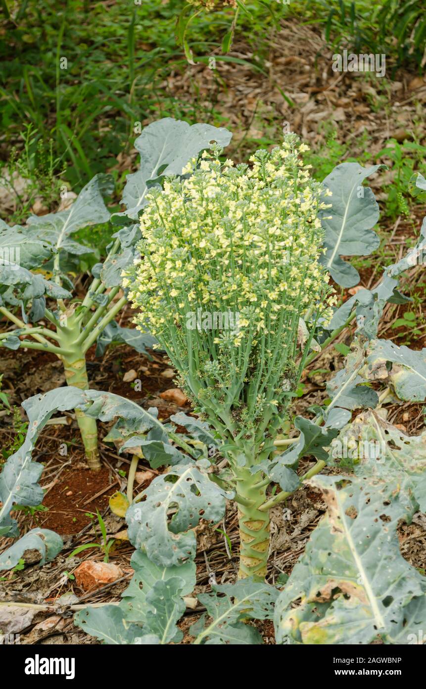 Flowers chinese cabbage pak choi hi-res stock photography and images ...