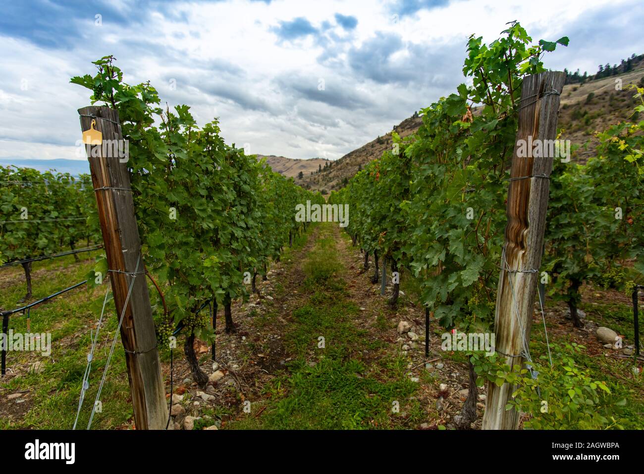Vine posts and wire trellis hi-res stock photography and images - Alamy