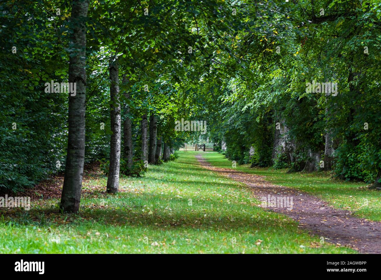 worn footpath covered by tall trees with green healthy leaves Stock ...