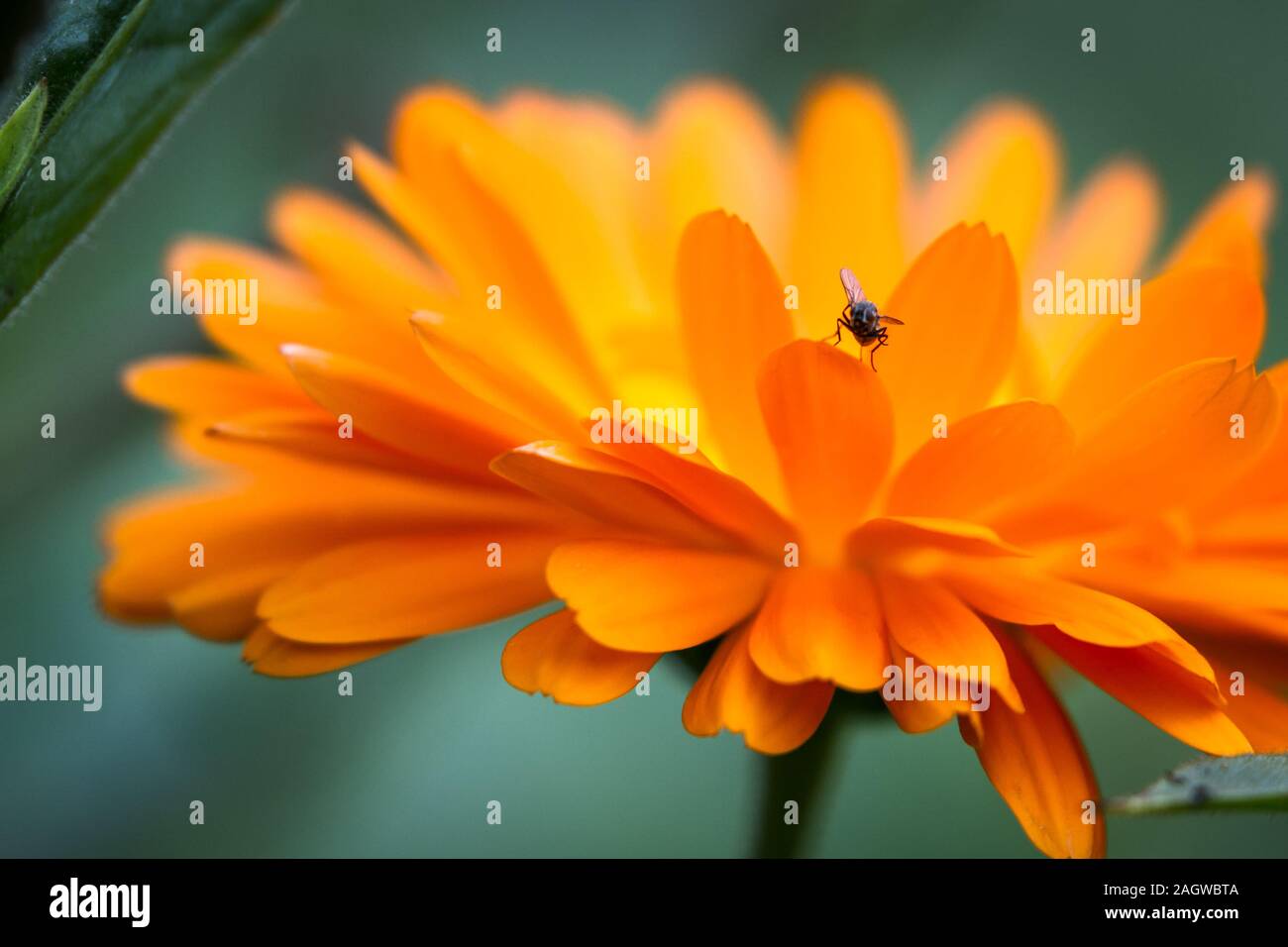 Multiple layers of petals hi-res stock photography and images - Alamy