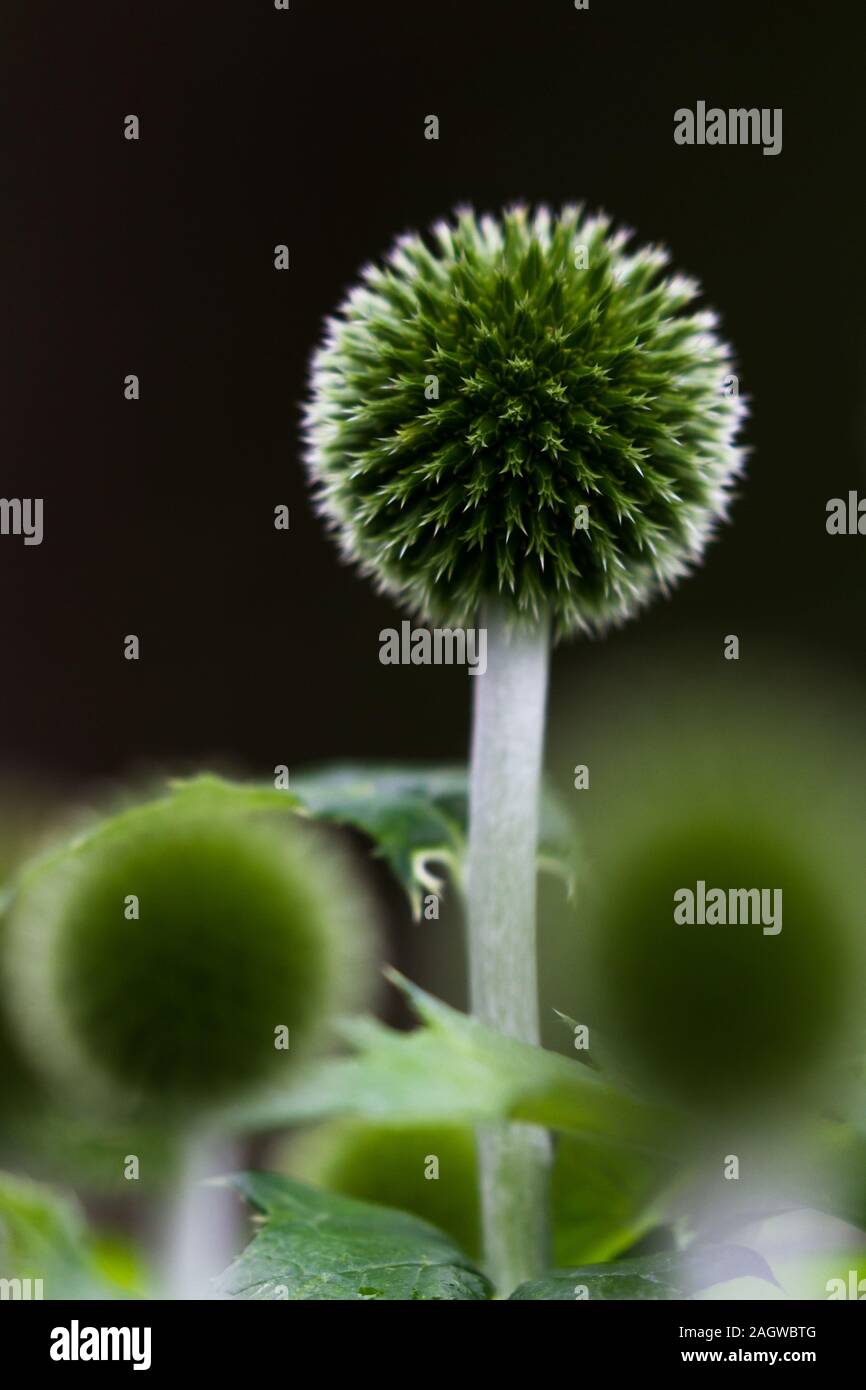 Echinops ritro or small globe thistle growing in a garden in the ...