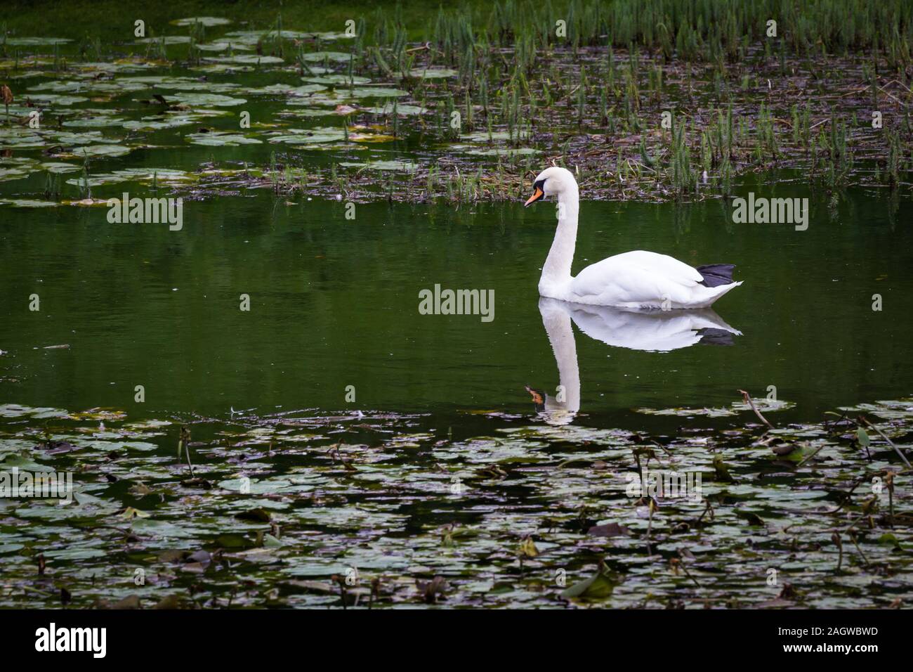 Beautiful swan floating in a tranquil pond with a mirror like ...