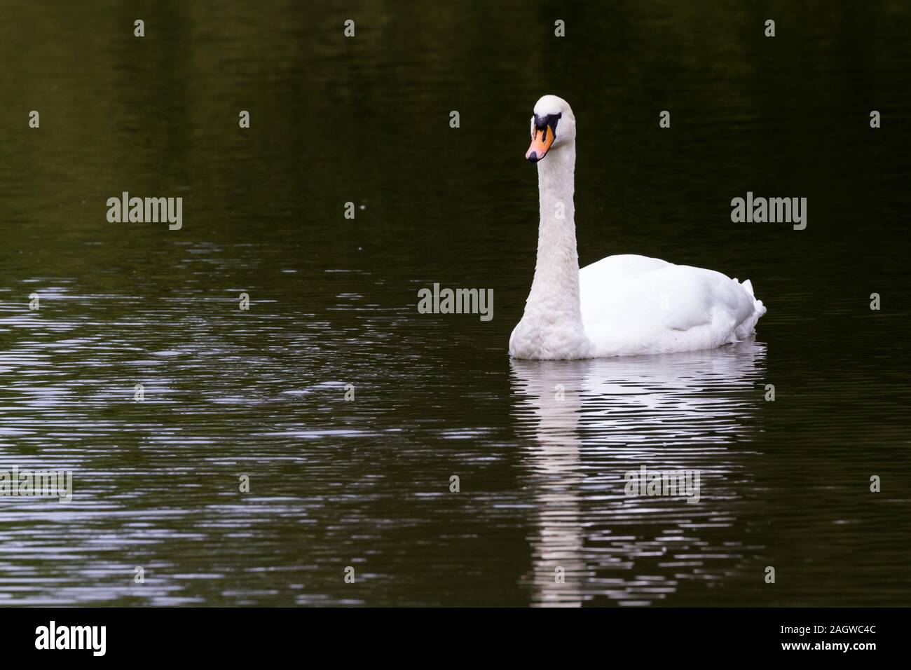 Scottish wildlife white swan hi-res stock photography and images - Alamy