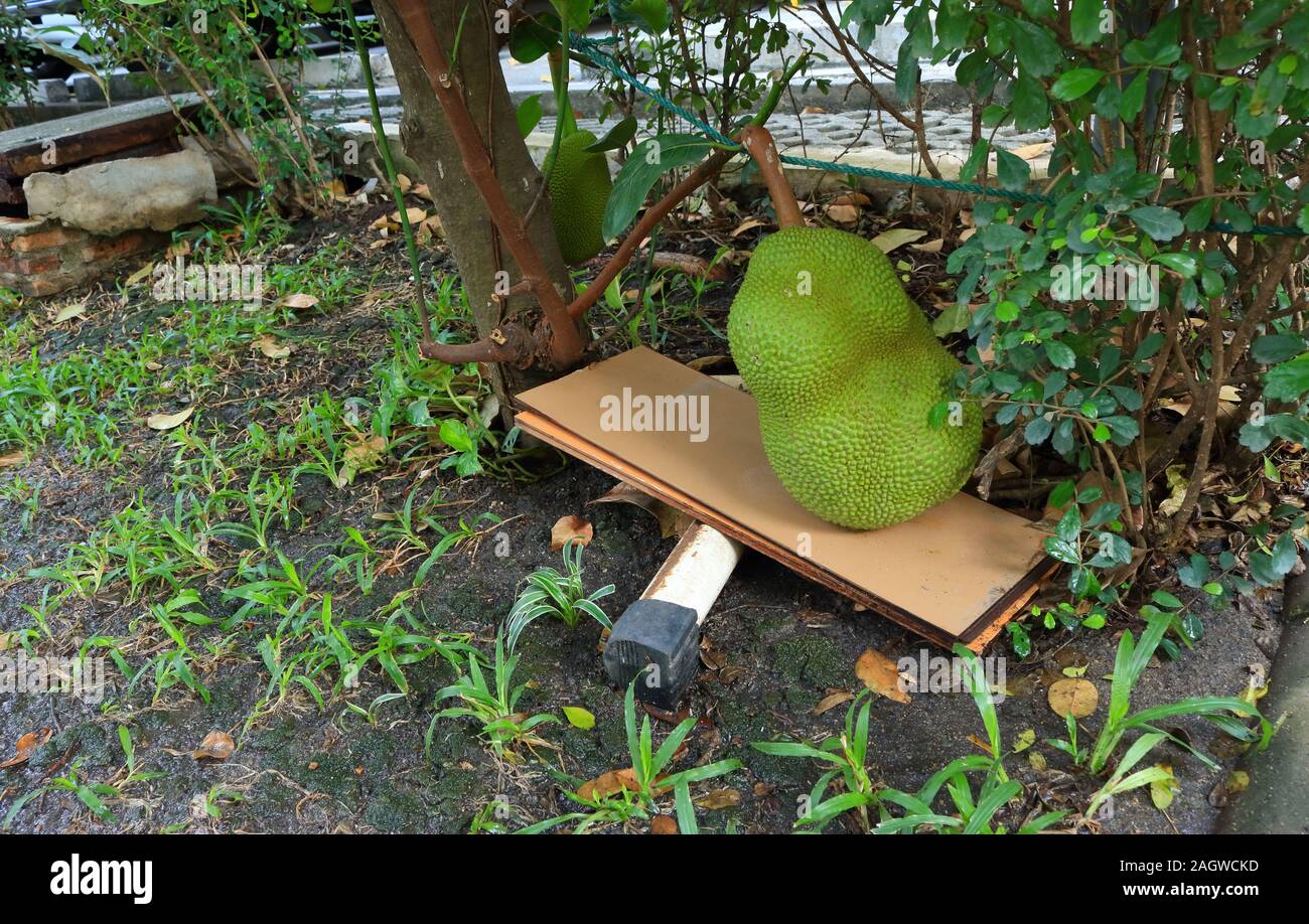Jackfruit wood hi-res stock photography and images - Alamy