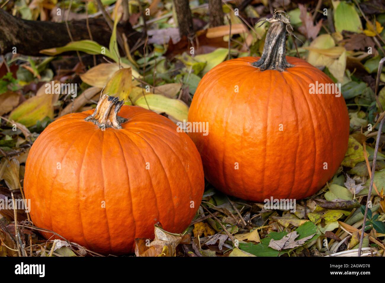 Fall leave hi-res stock photography and images - Alamy
