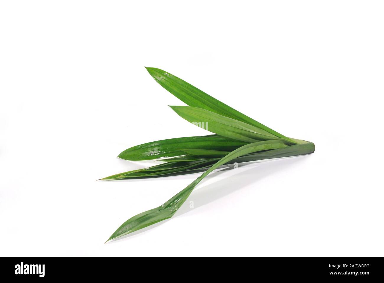 White pandanus Cut Out Stock Images & Pictures - Alamy