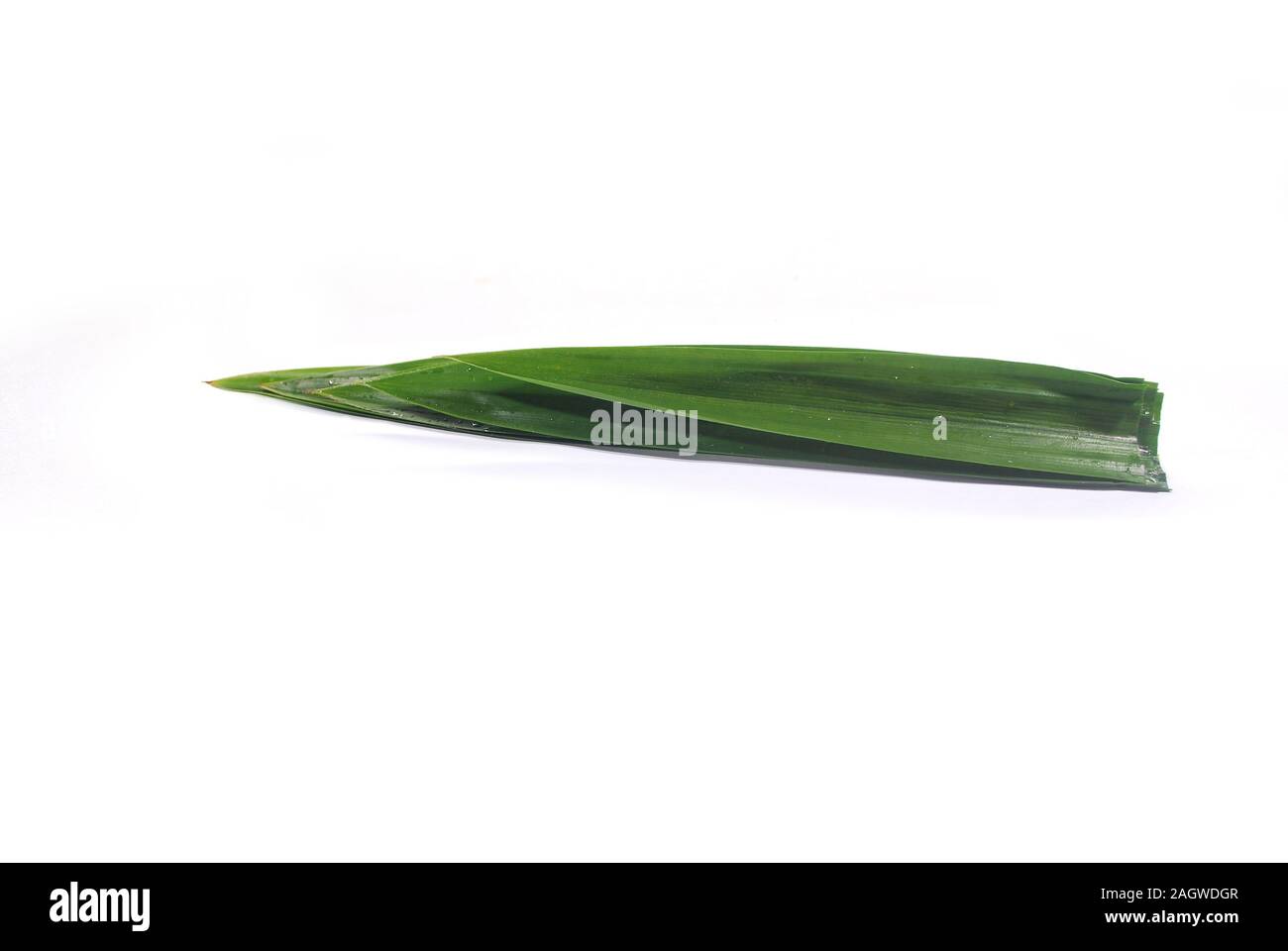 White pandanus Cut Out Stock Images & Pictures - Alamy