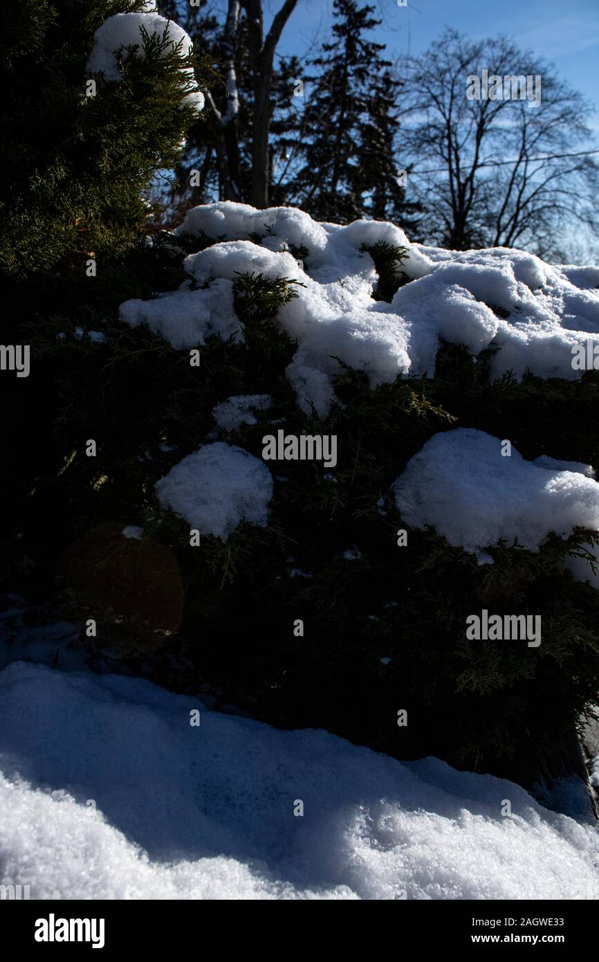 Pine tree bush covered hi-res stock photography and images - Alamy