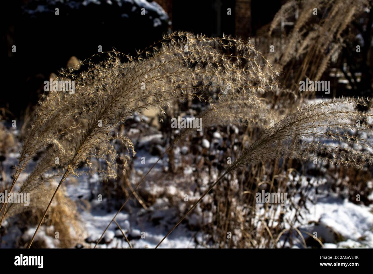 Winter vegetation on a winter afternoon Stock Photo - Alamy