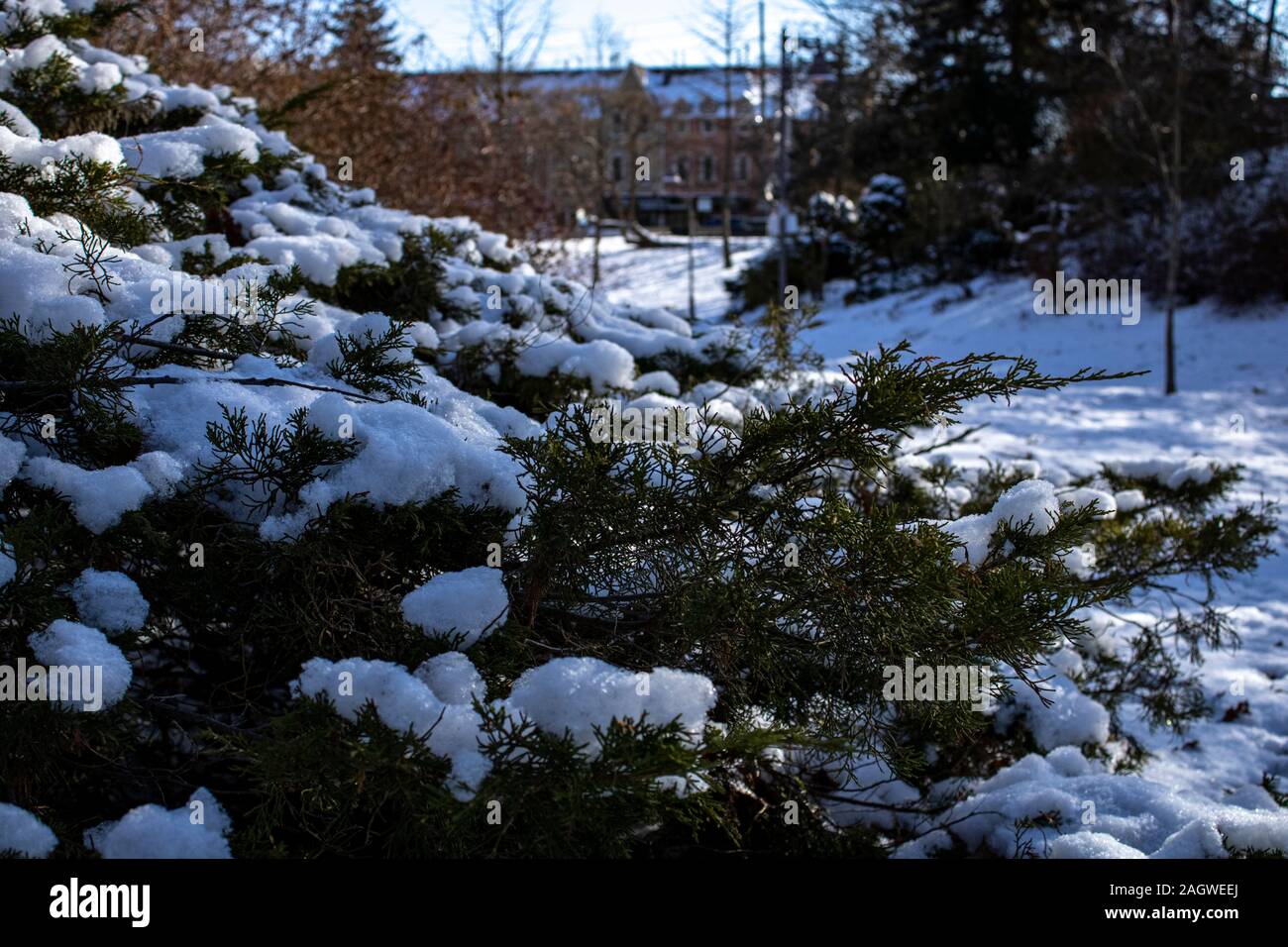 Bush with snow hi-res stock photography and images - Alamy