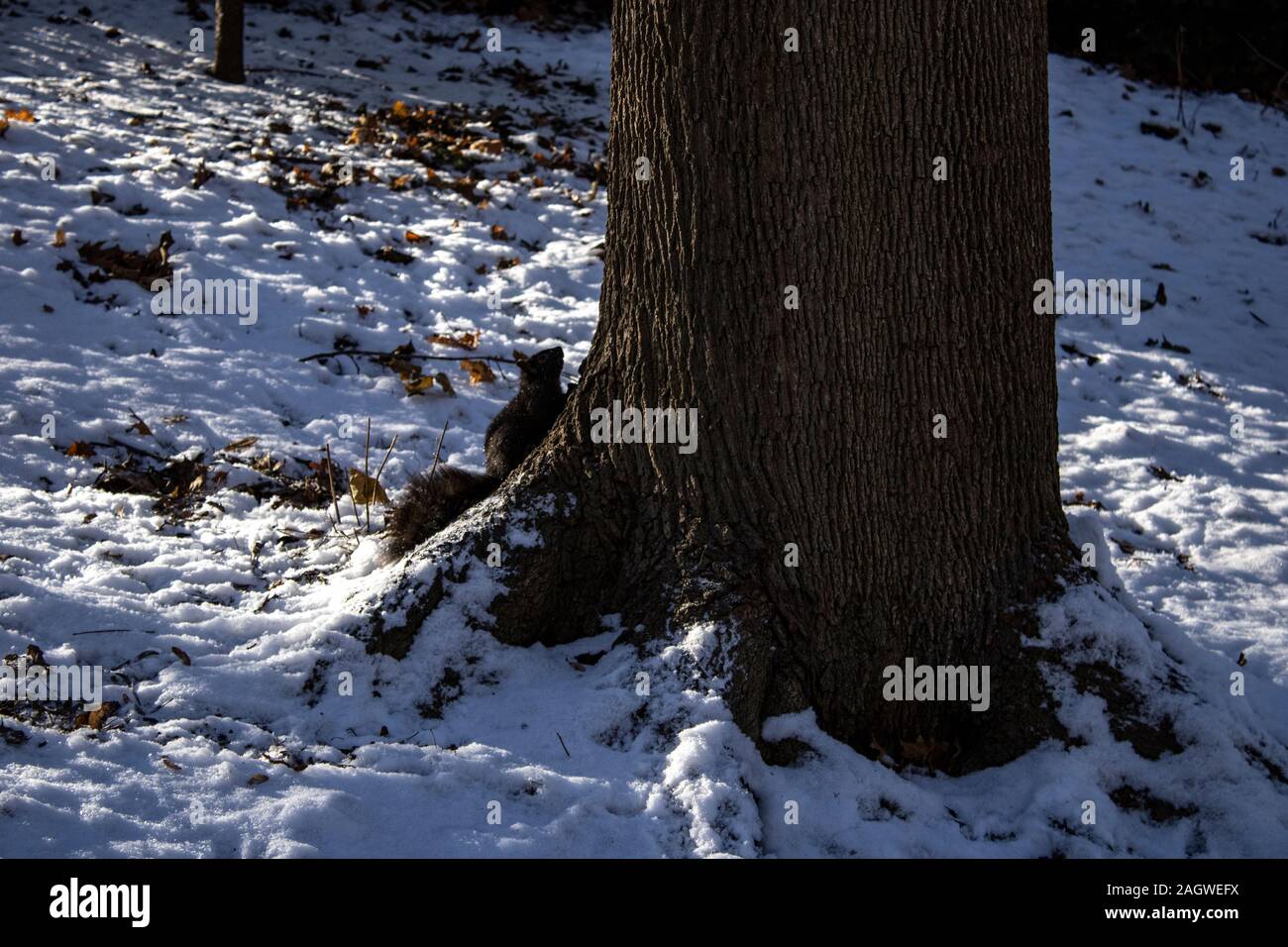 Squirrel and christmas lights hi-res stock photography and images - Alamy