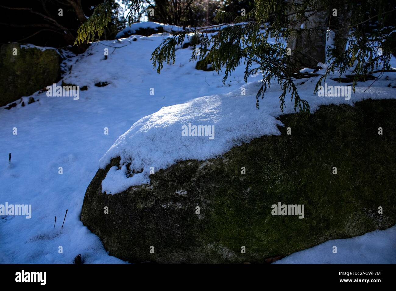 Winter snow pine trees rocks hi-res stock photography and images - Alamy