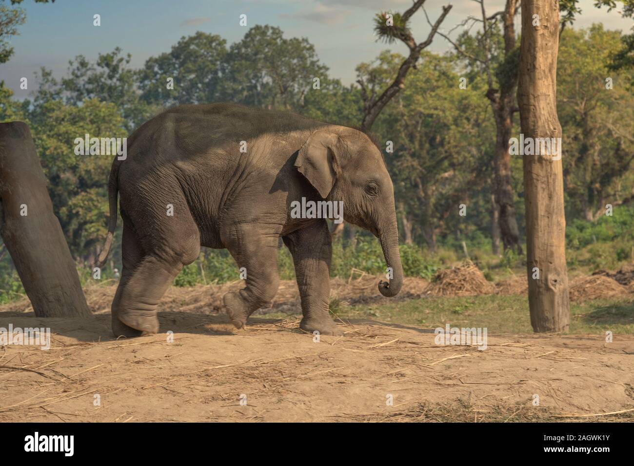 little elephants in the jungles in Chitwan. Nepal Stock Photo - Alamy