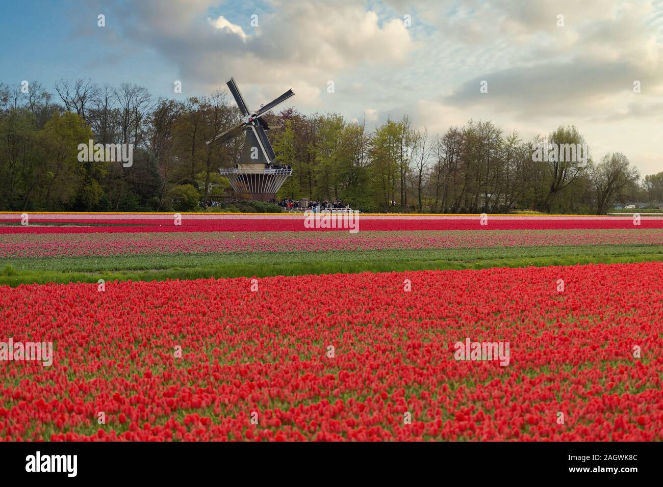 clean the tulips in the Netherlands. Europe Stock Photo - Alamy