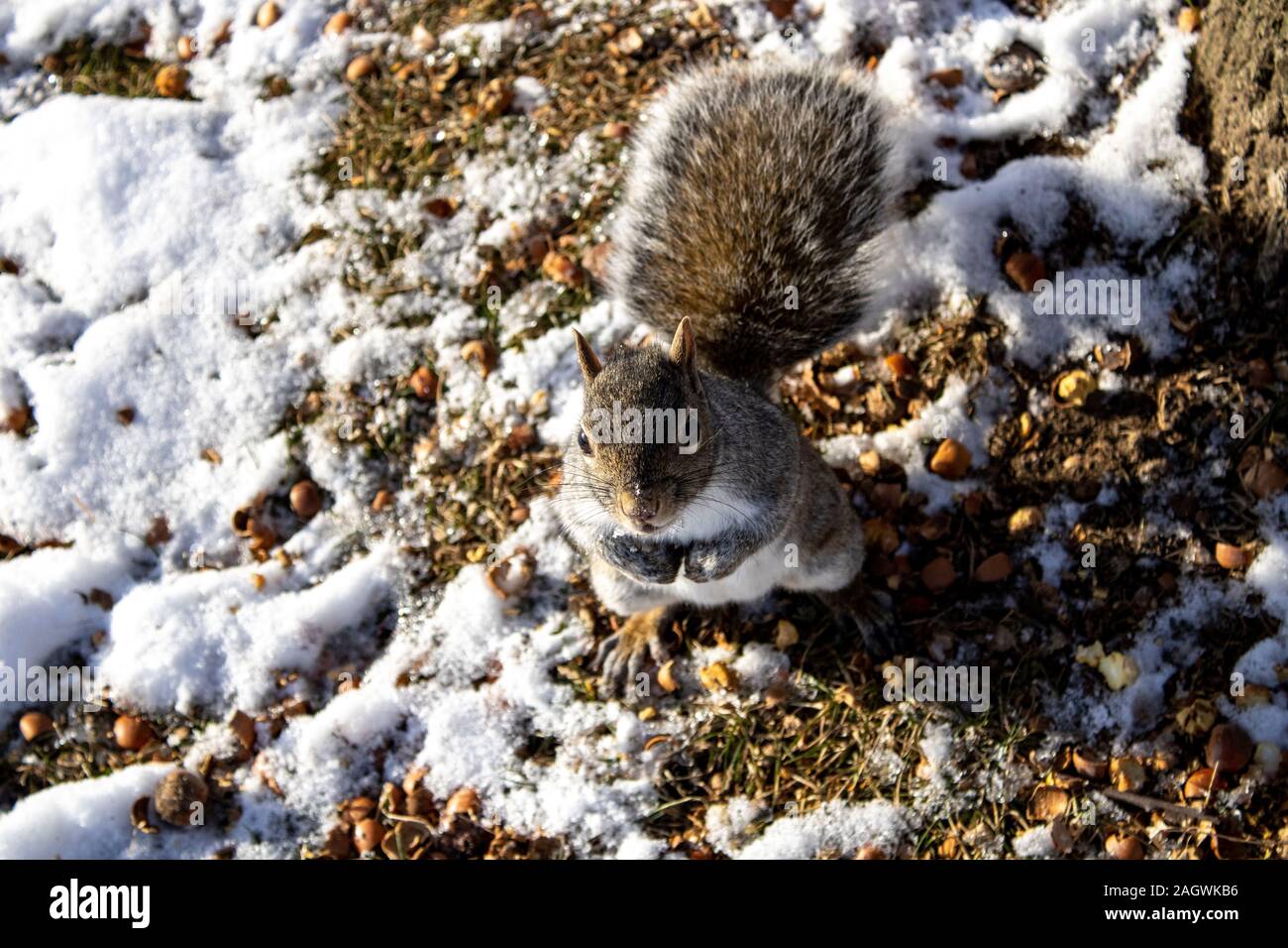 Grey squirrel standing looking at camera on a winter day Stock Photo ...