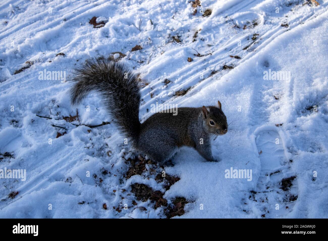 Squirrel and christmas lights hi-res stock photography and images - Alamy