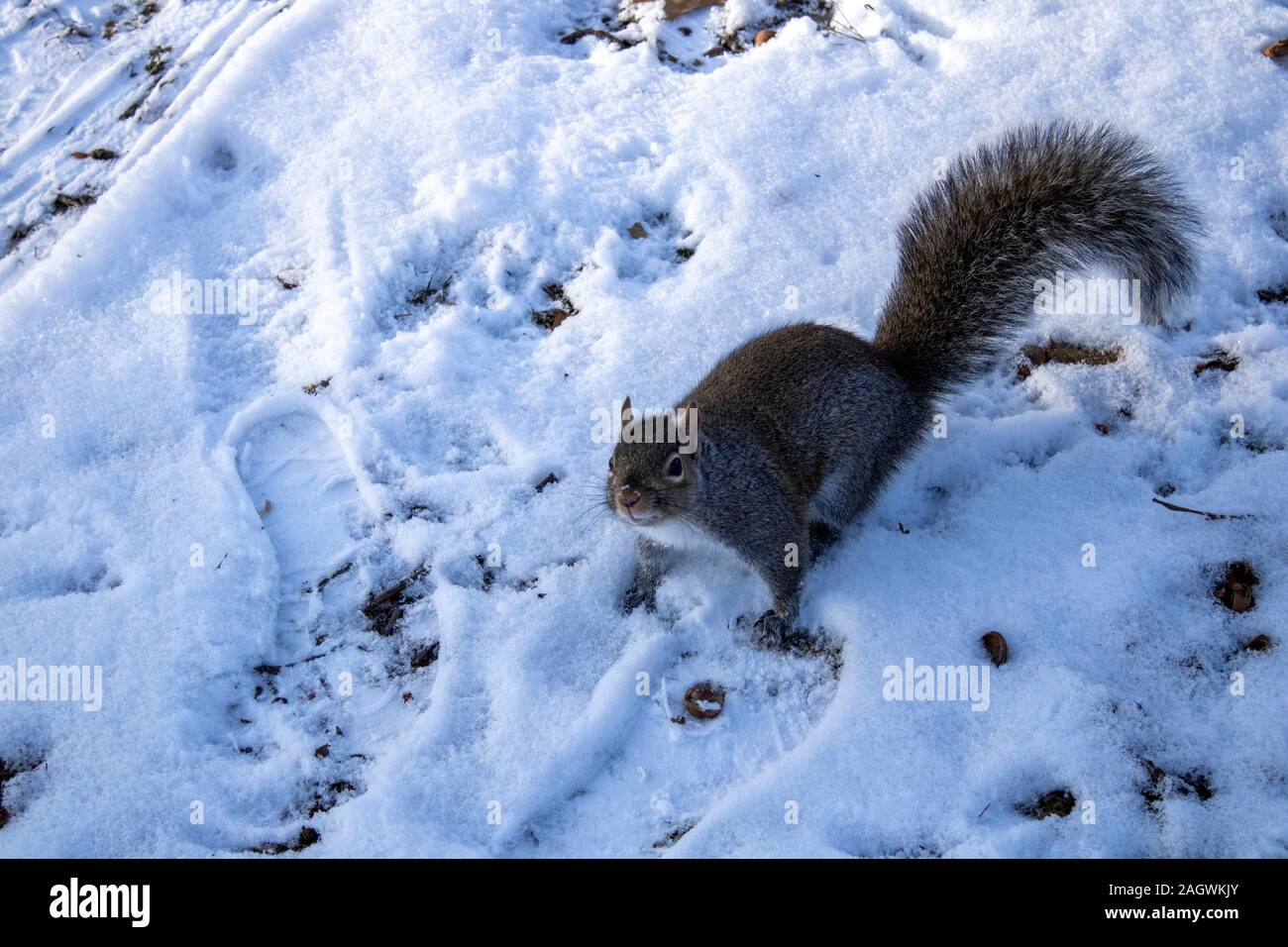 Squirrel and christmas lights hi-res stock photography and images - Alamy