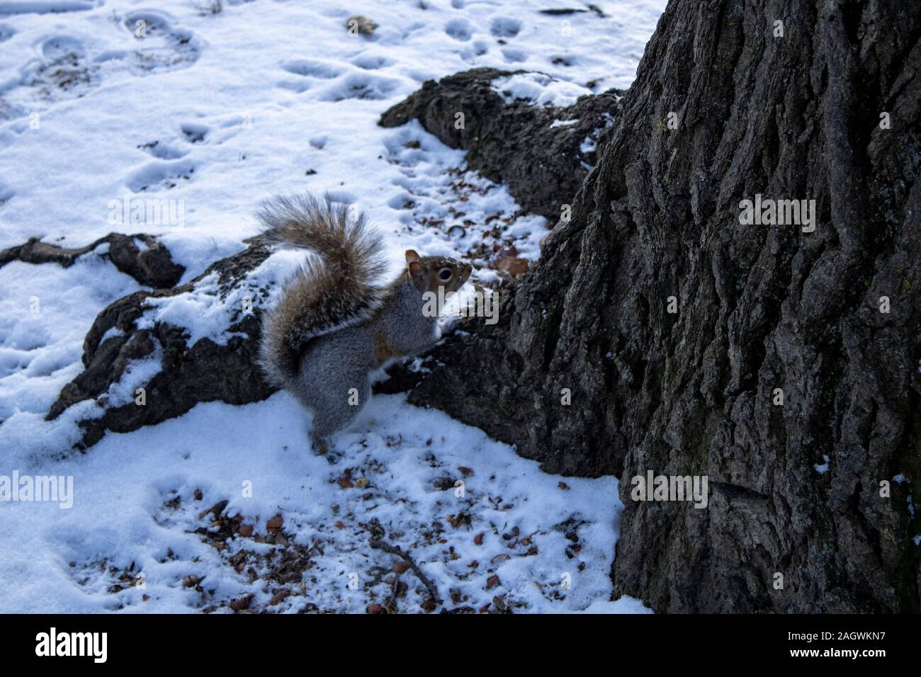 Squirrel and christmas lights hi-res stock photography and images - Alamy