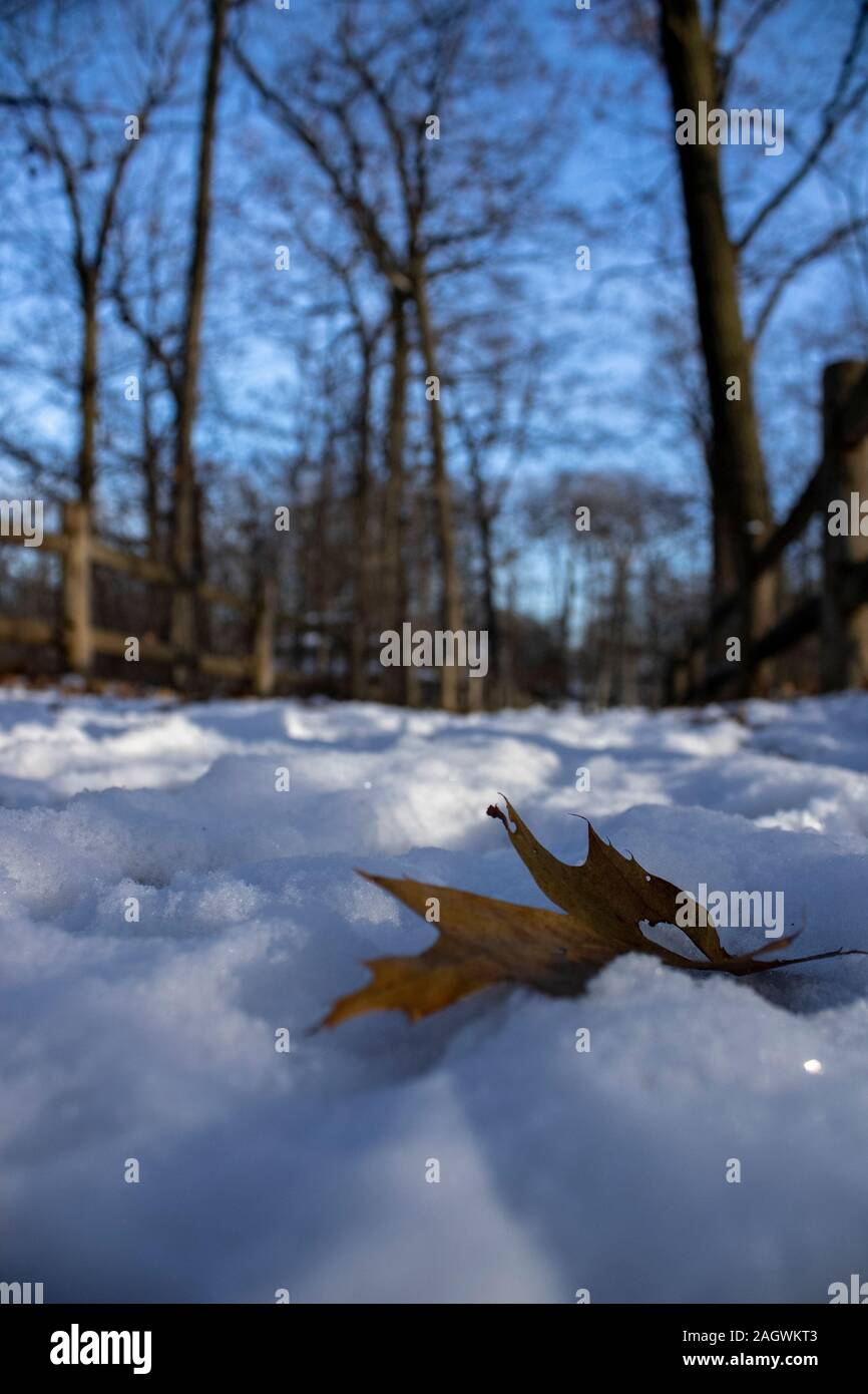 Fall leave on snowy path Stock Photo - Alamy