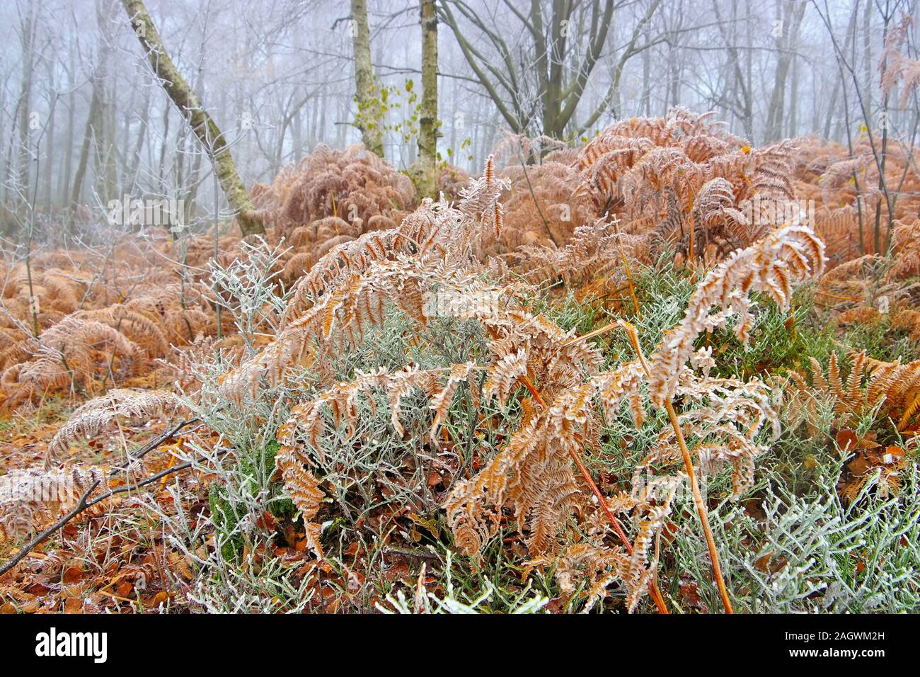 Bracken fern winter frost hi-res stock photography and images - Alamy