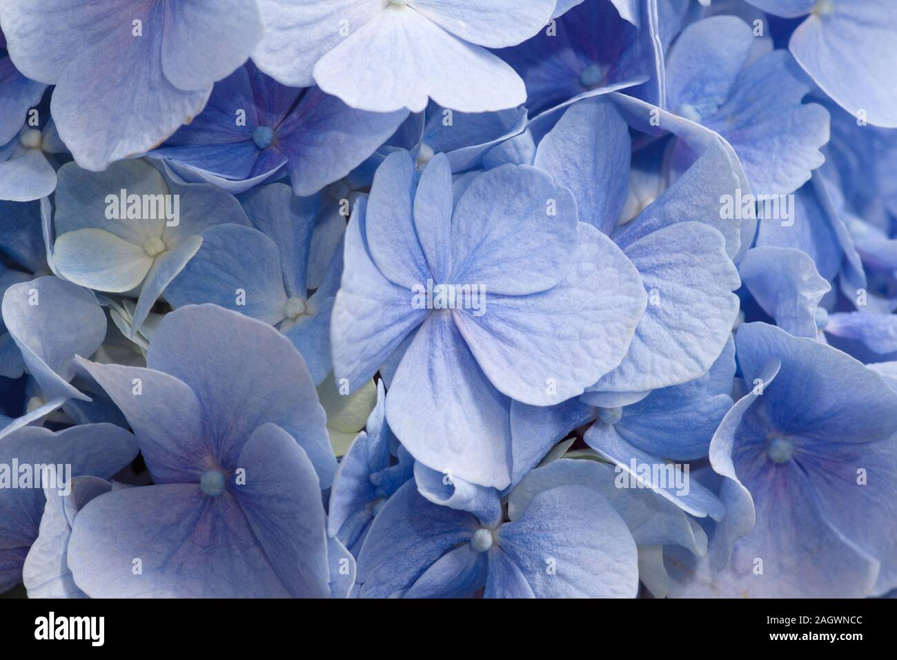 Blue azalea hi-res stock photography and images - Alamy