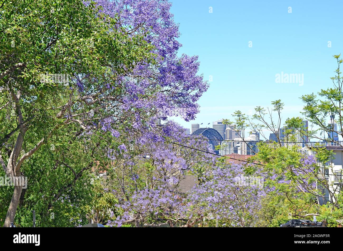 Jacaranda trees at full bloom in Sydney, Australia Stock Photo - Alamy