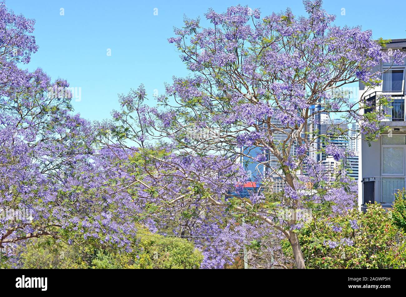Jacaranda trees at full bloom in Sydney, Australia Stock Photo - Alamy