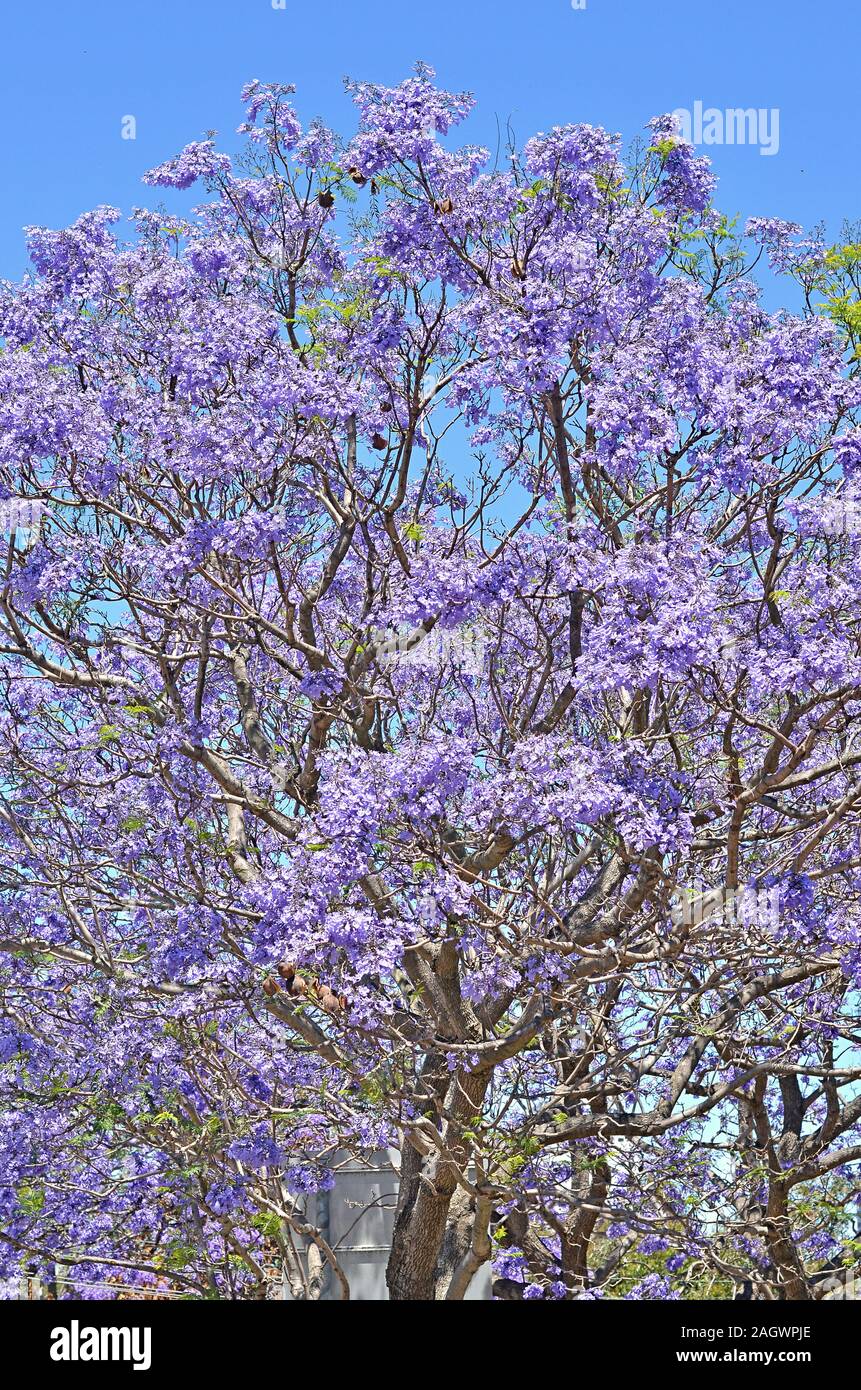 Jacaranda trees at full bloom in Sydney, Australia Stock Photo - Alamy