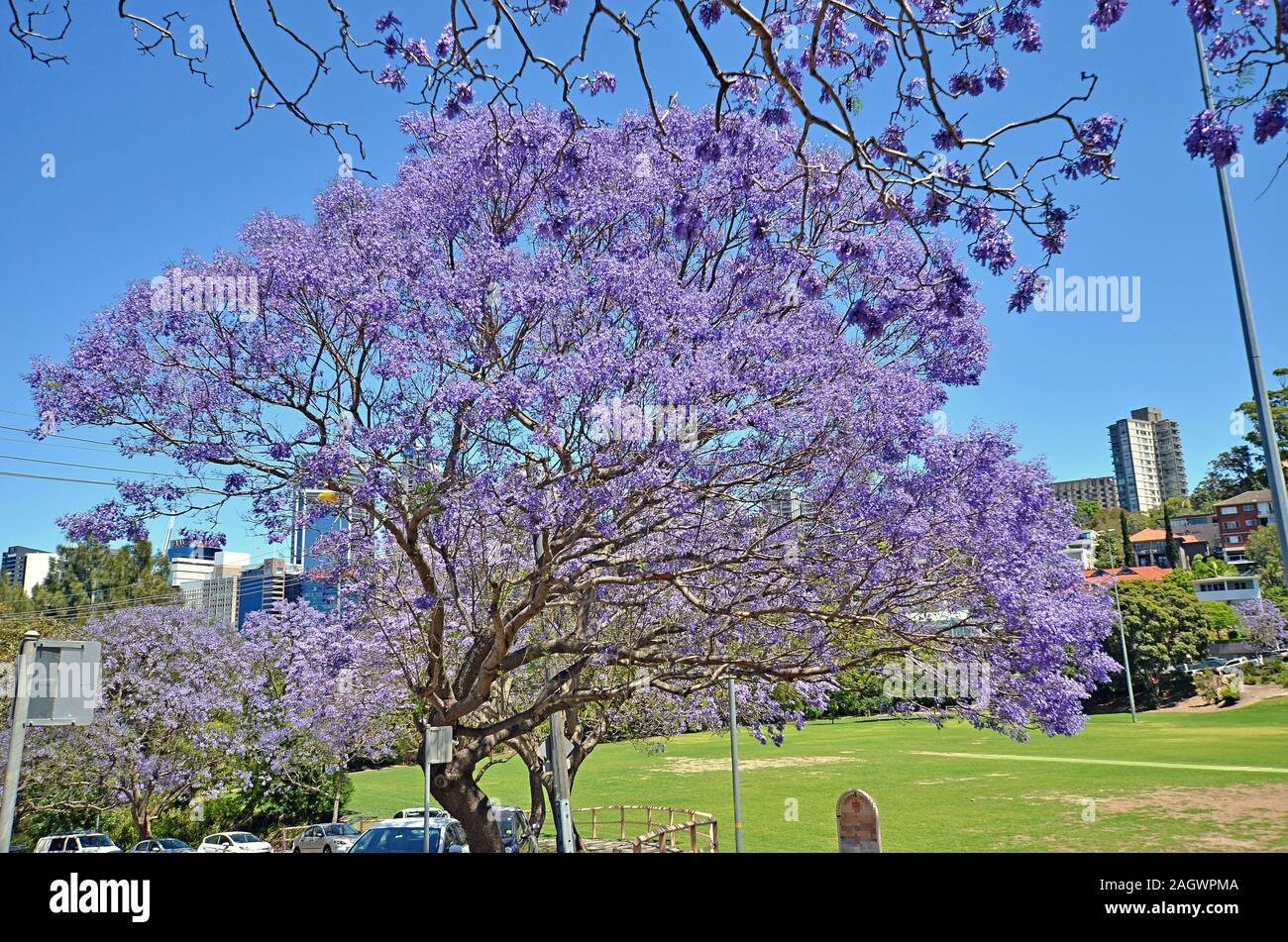 Jacaranda tree in full bloom hi-res stock photography and images - Alamy
