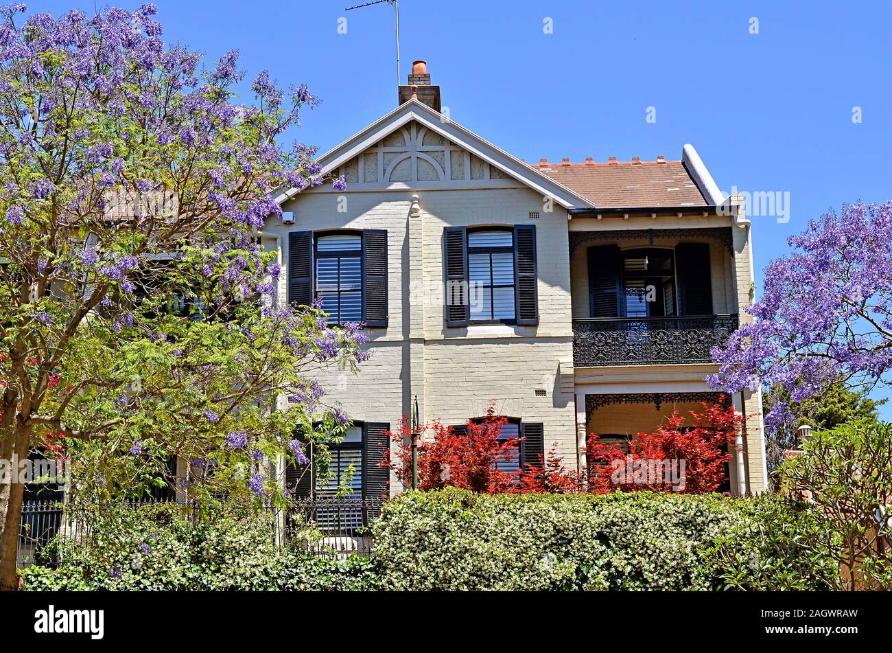 Typical historical Australian building with flowering jacaranda tree at ...
