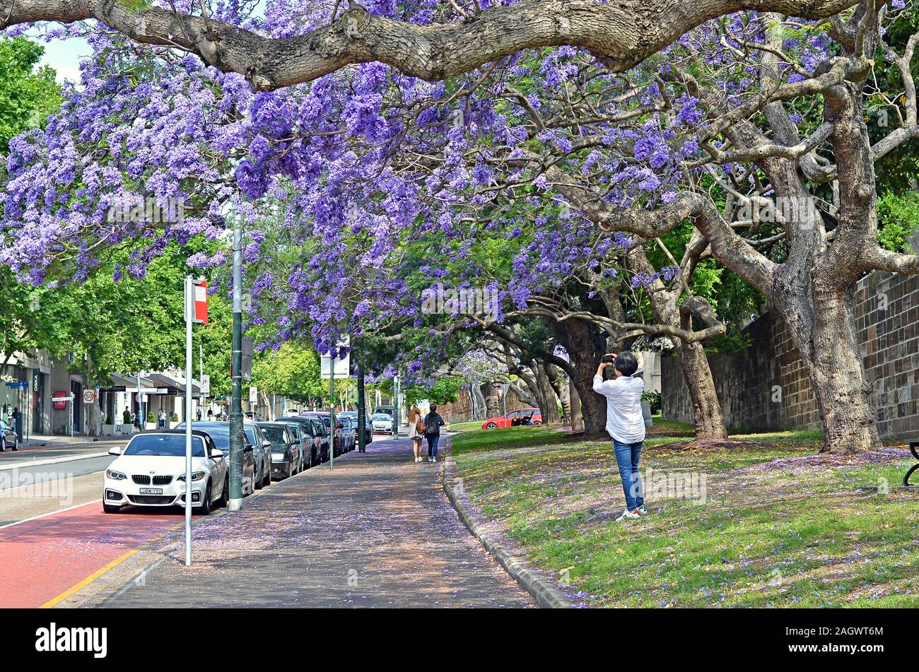 Jacaranda Street Sydney High Resolution Stock Photography and Images ...