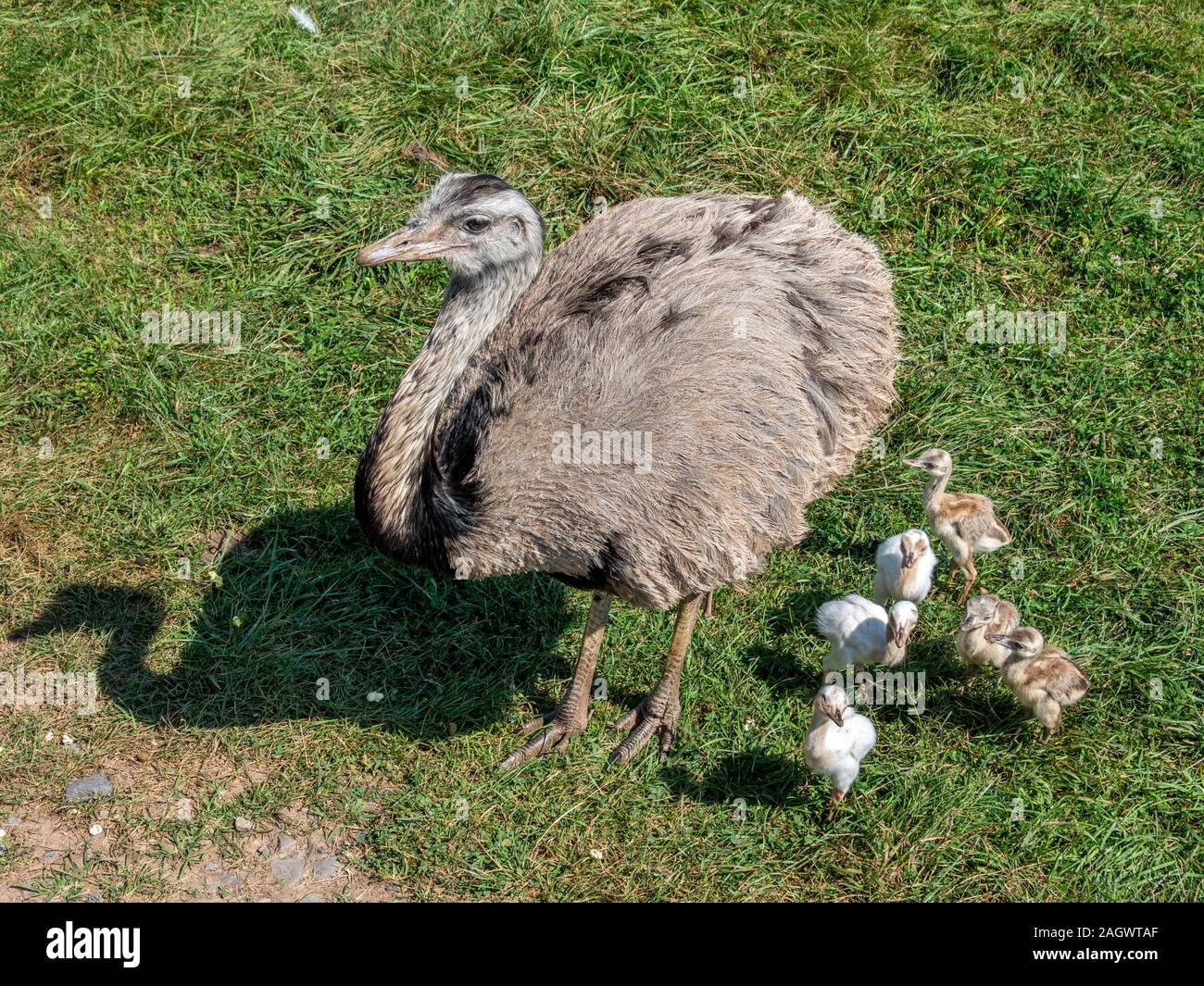 Baby Emu High Resolution Stock Photography and Images - Alamy