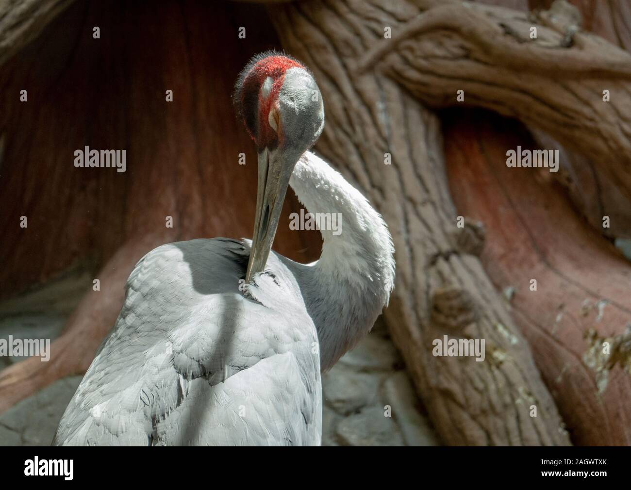 Crane preening hi-res stock photography and images - Alamy
