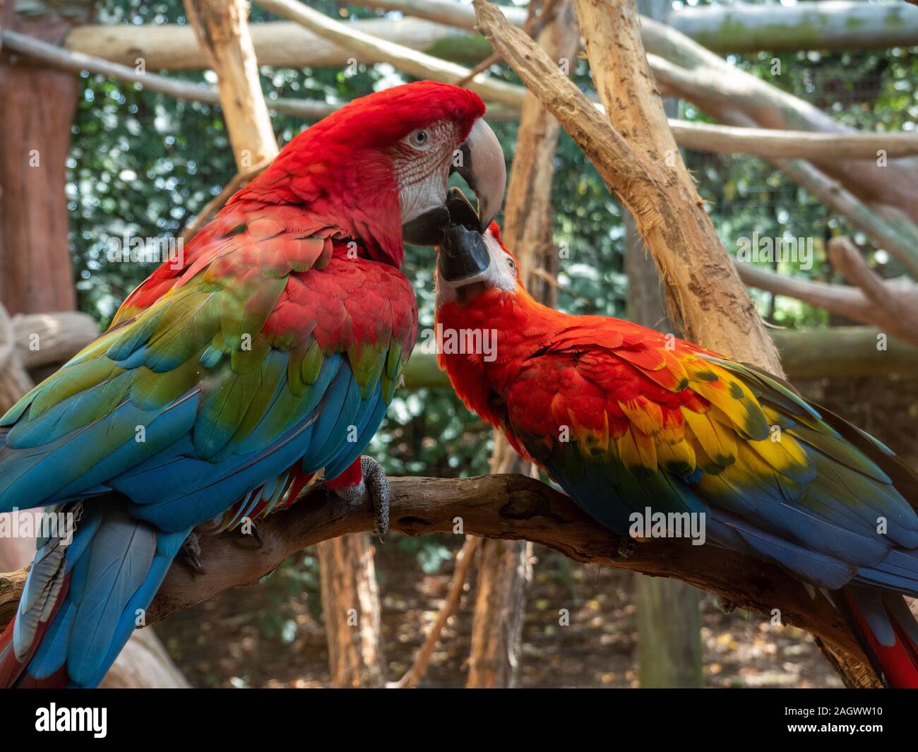 Beaks together hi-res stock photography and images - Alamy