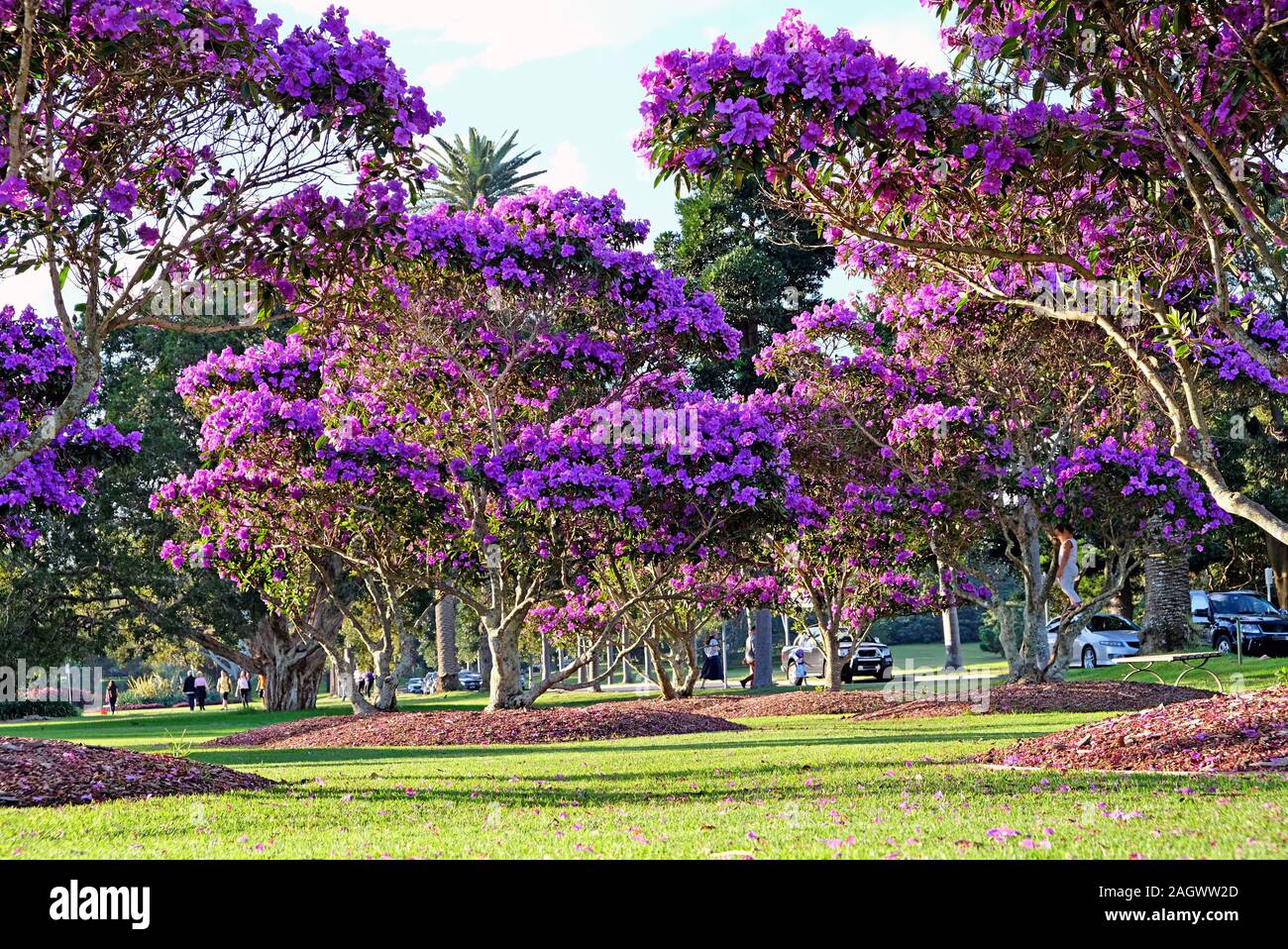 Beautiful flowering Tibouchina trees in sunset light in Centennial Park ...