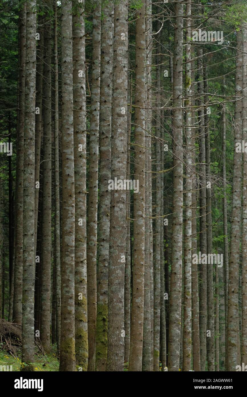 Dense pine forest hi-res stock photography and images - Alamy