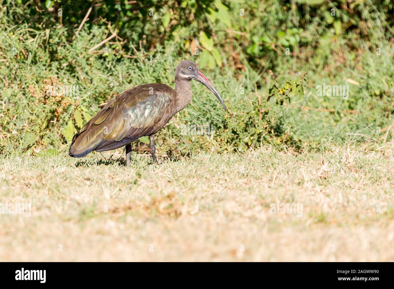 A single Hadada ibis or Hadeda ibis on open grassland, side view, wide ...