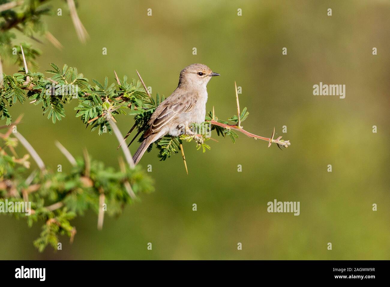 A single adult Spotted flycatcher on a thorn bush, side view, landscape ...
