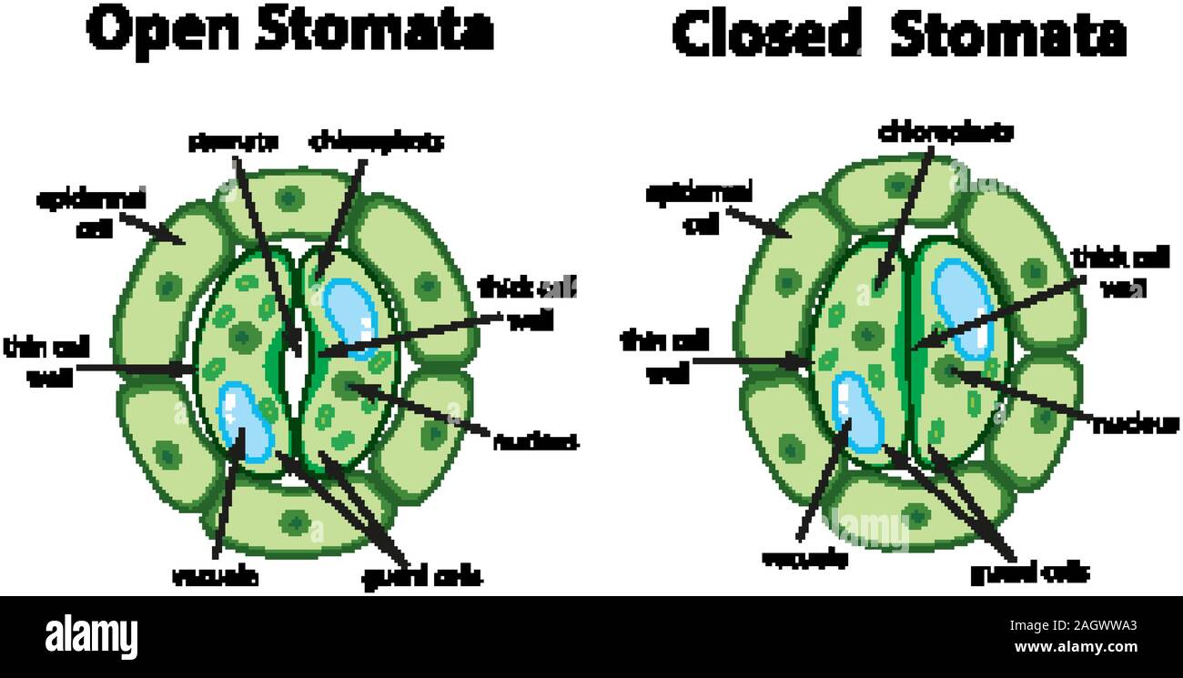 Diagram showing open and closed stomata on the chart illustration Stock ... Diagram showing open and closed stomata on the chart illustration Stock ...