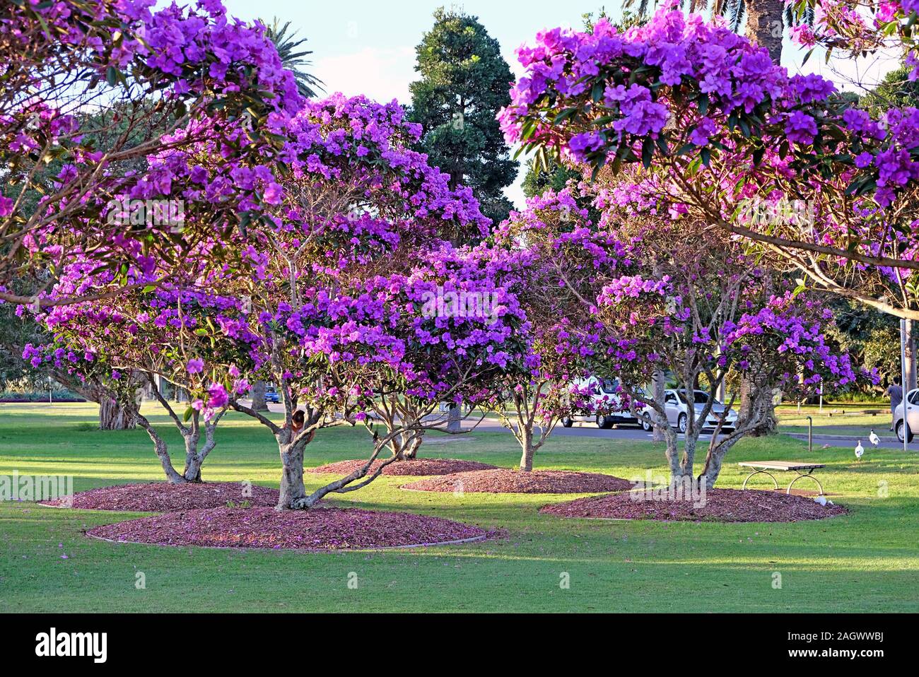 Beautiful flowering Tibouchina trees in sunset light in Centennial Park ...